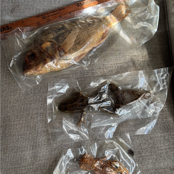 Accents | Natural Dried Biology Specimens From Vintage Science Kit ...